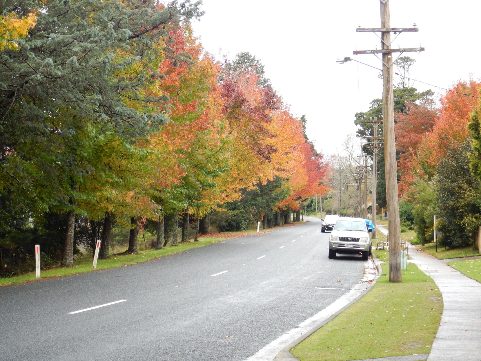 Street Tree Master Plan 2016 | Participate Wingecarribee