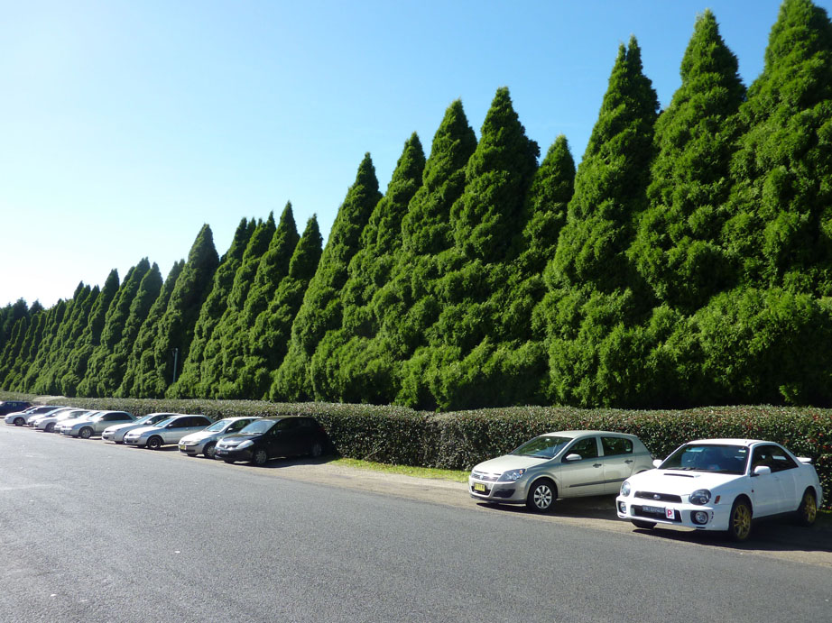 Street Tree Master Plan 2016 | Participate Wingecarribee