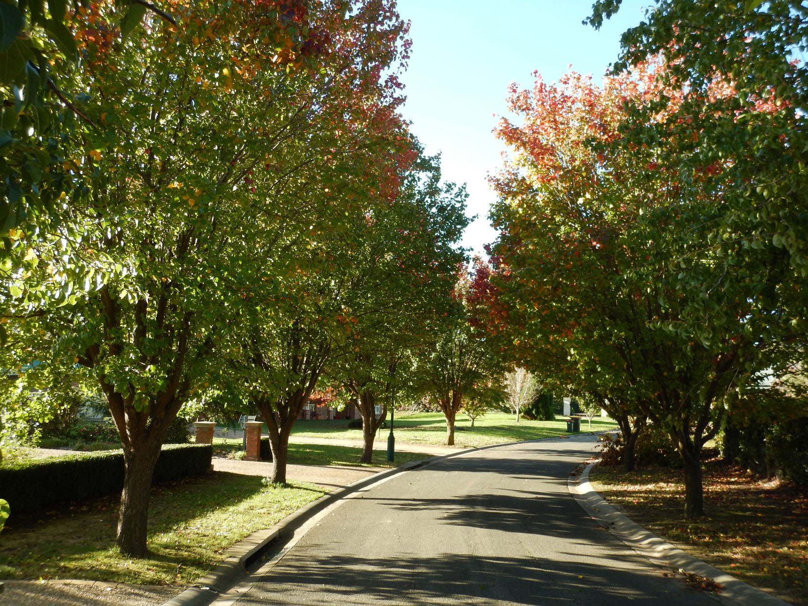 Street Tree Master Plan 2016 | Participate Wingecarribee