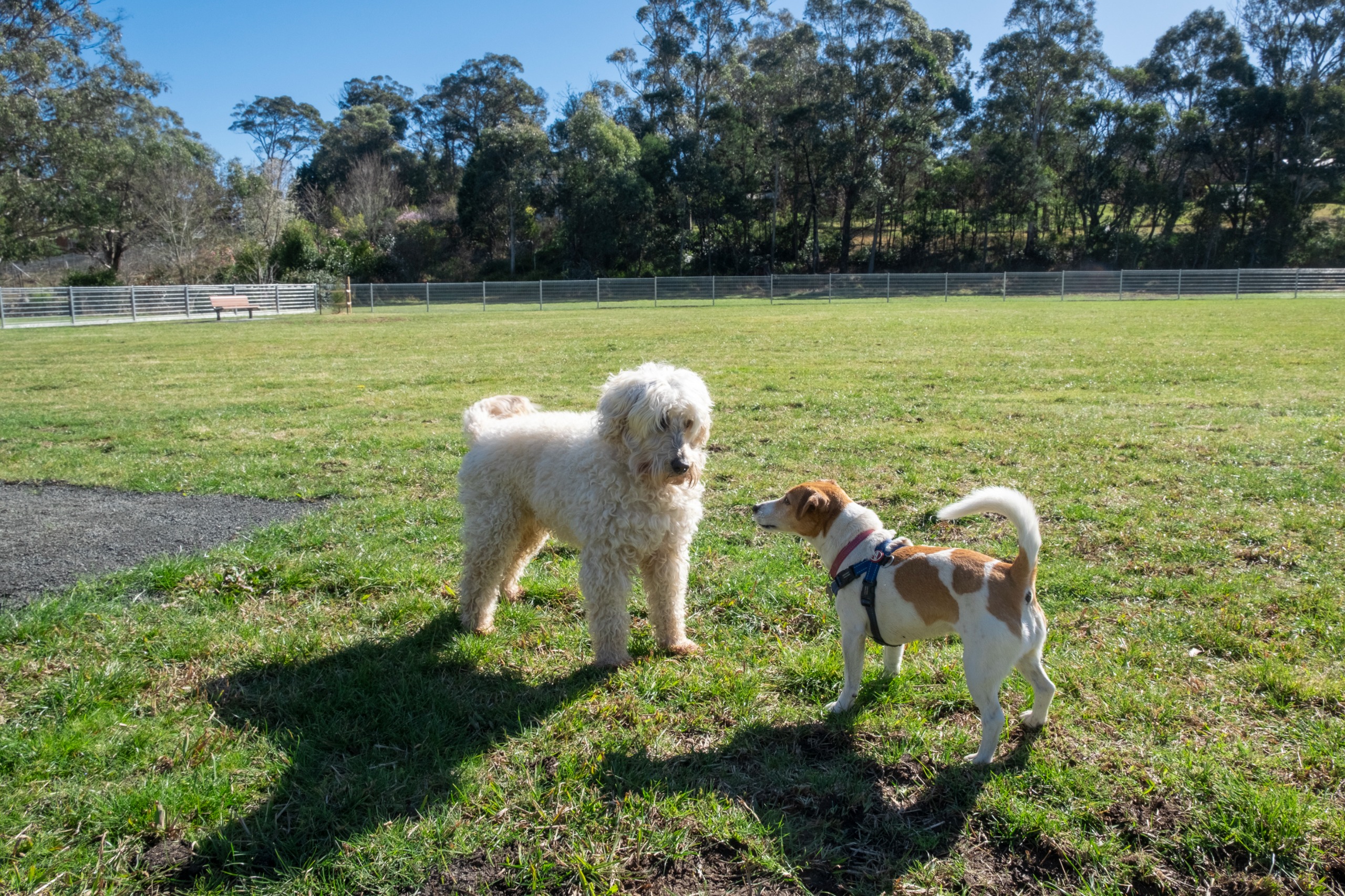 Draft MOU FOWAS & Draft Animal Shelter Donations Policy | Participate ...