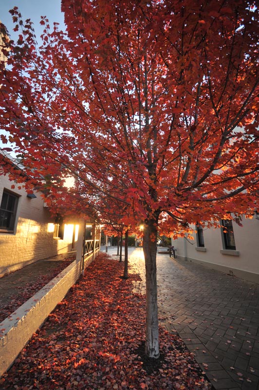 Street Tree Master Plan 2016 | Participate Wingecarribee