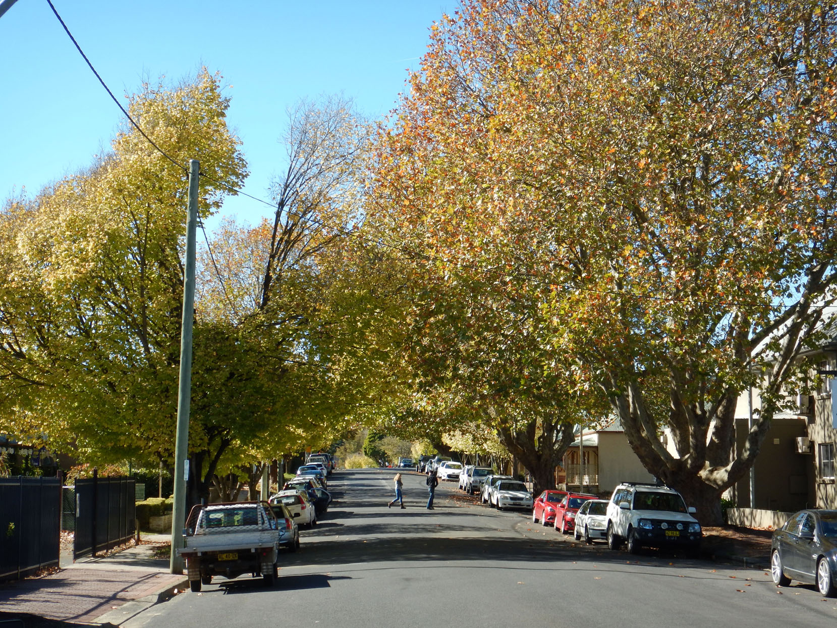 Street Tree Master Plan 2016 | Participate Wingecarribee