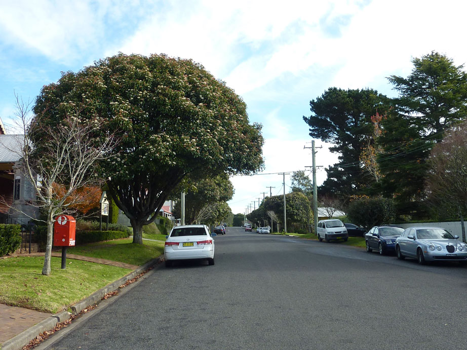 Street Tree Master Plan 2016 | Participate Wingecarribee