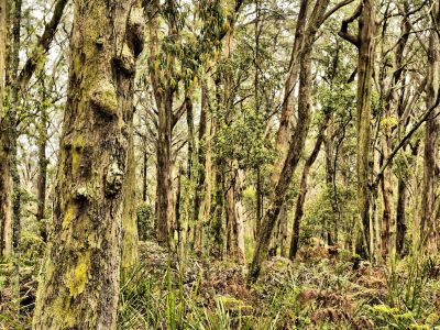 Plan of Management for the Mount Gibraltar Heritage Reserve ...